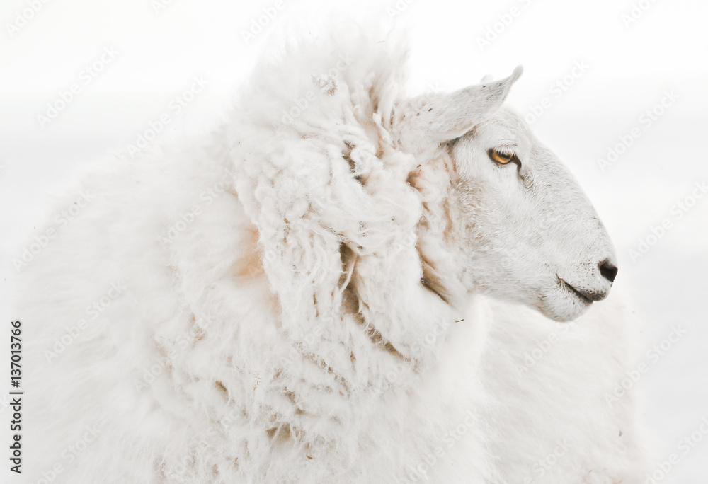 Beautiful isolated minimalist sheep portrait close up on white ...