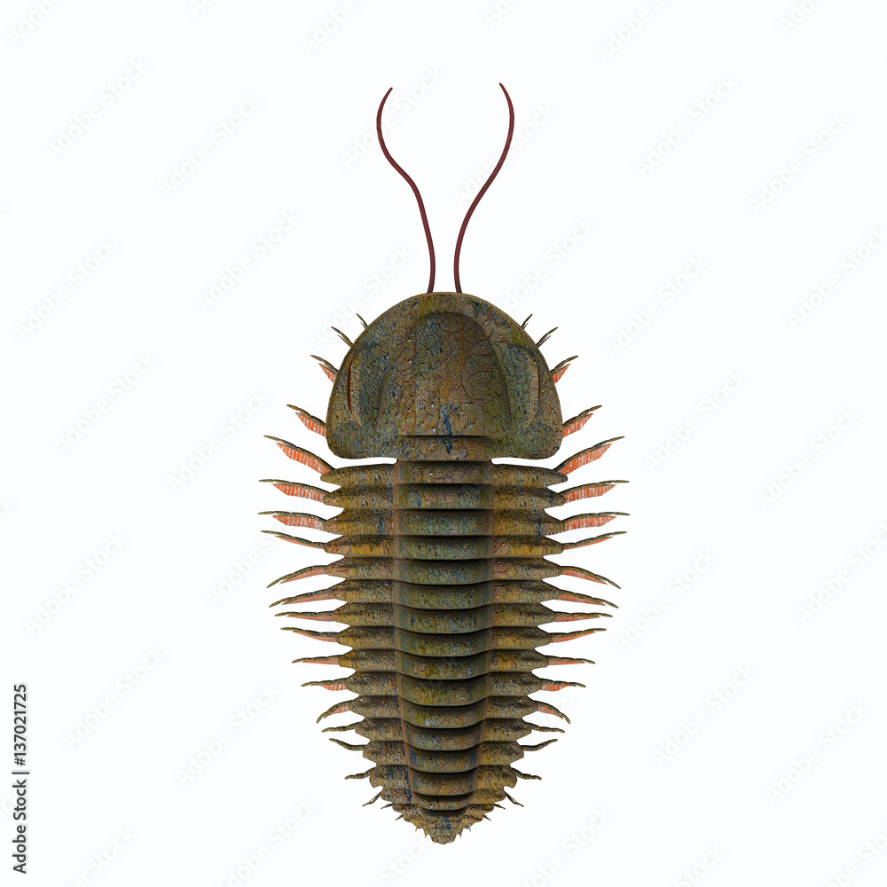 Trilobite triarthrus - Trilobite triarthrus animal lived in the ...