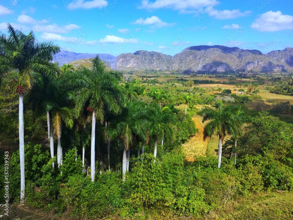 Palm trees in famous tobacco area in Cuba.Valley de Vinales,Pinar del ...