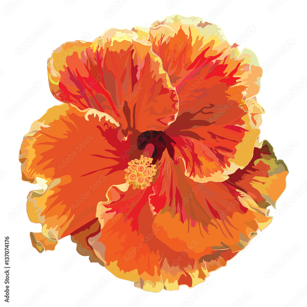 Bright Orange Double Hibiscus Flower Vector Illustration Stock Vector ...