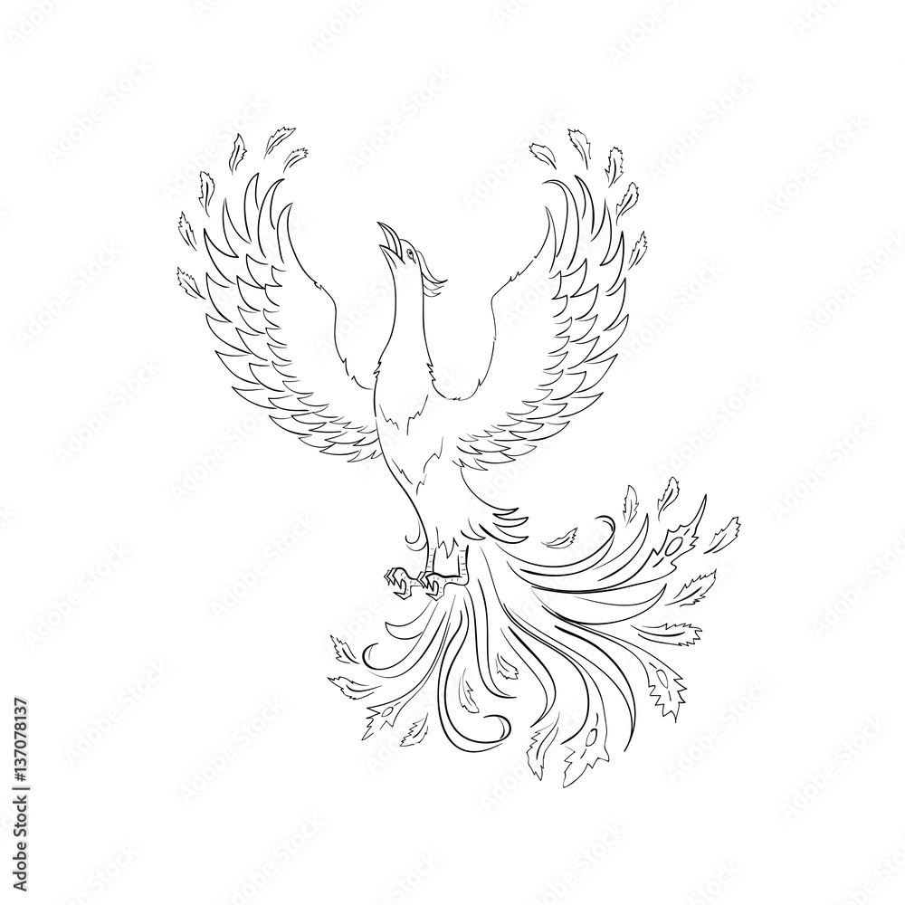 Outlines Of Phoenix Stock Vector | Adobe Stock