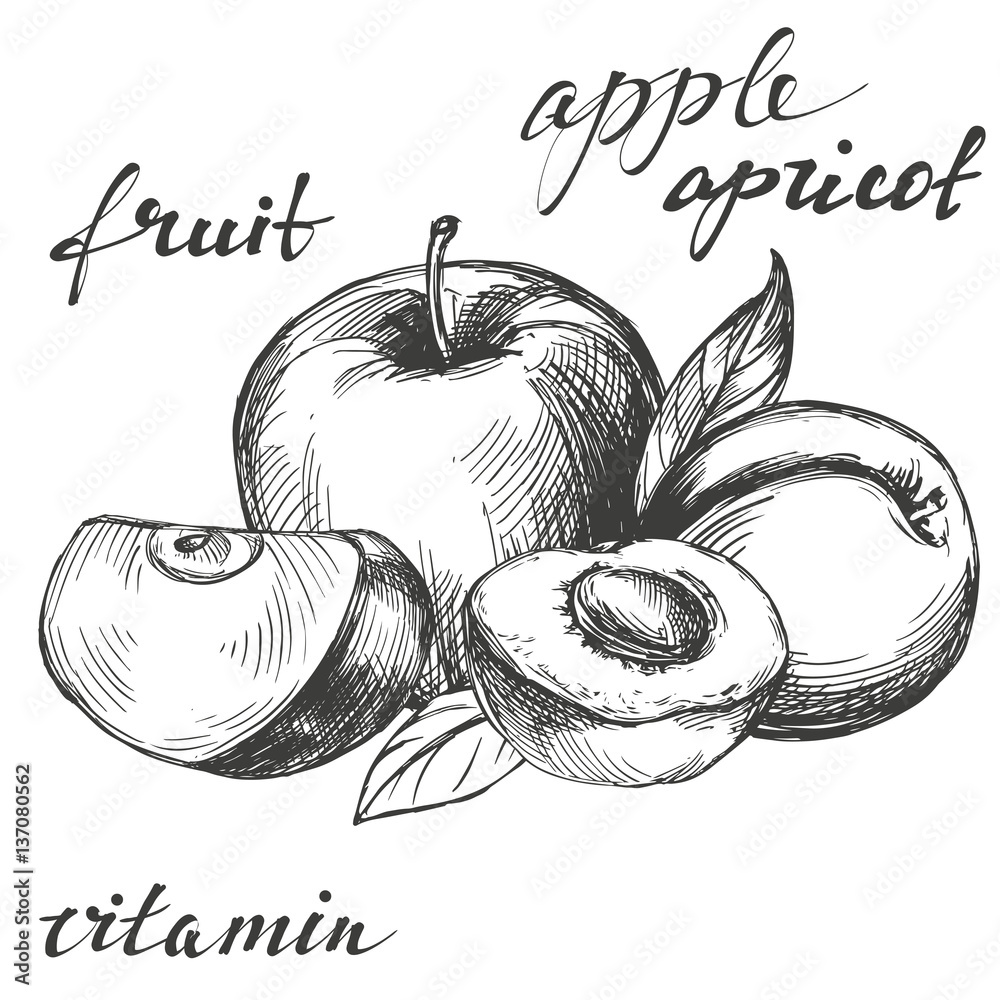apple and apricot fruit group set hand drawn vector llustration ...