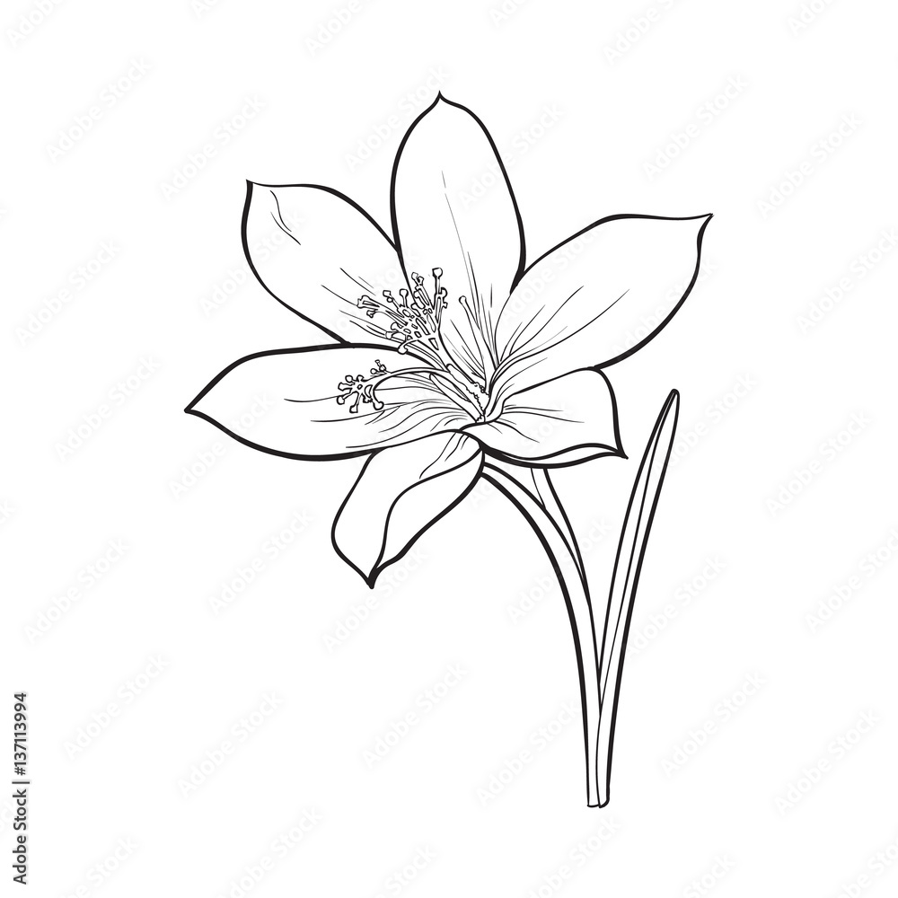 Delicate single crocus spring flower with stem and leaf, sketch style ...