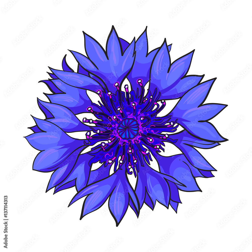 Open cornflower blossom, top view, sketch style vector illustration ...