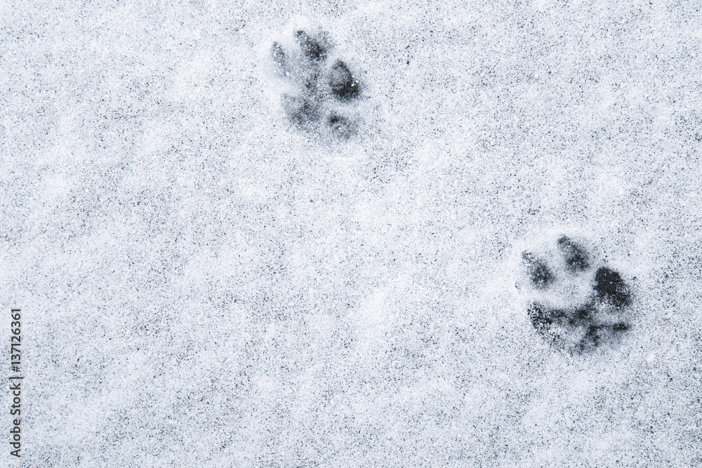 Animal paw prints in the snow in winter day. Wildlife. Stock Photo ...