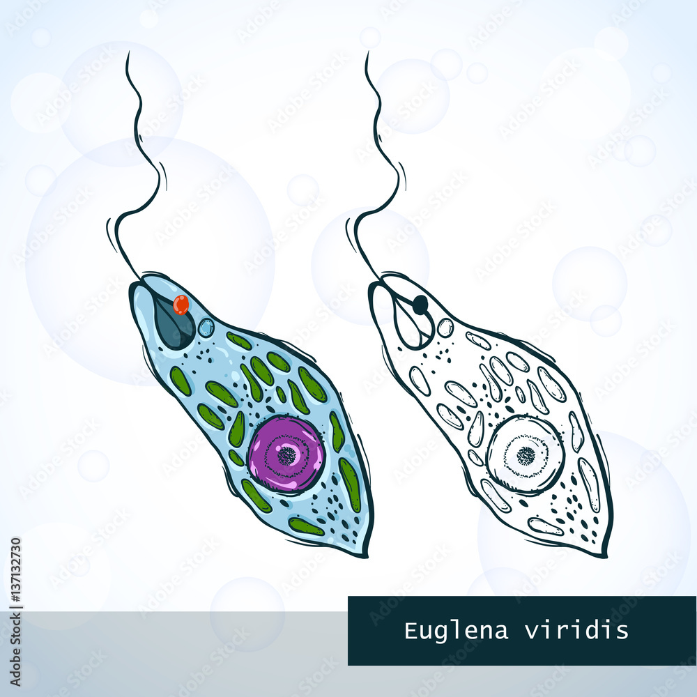 Euglena Drawing