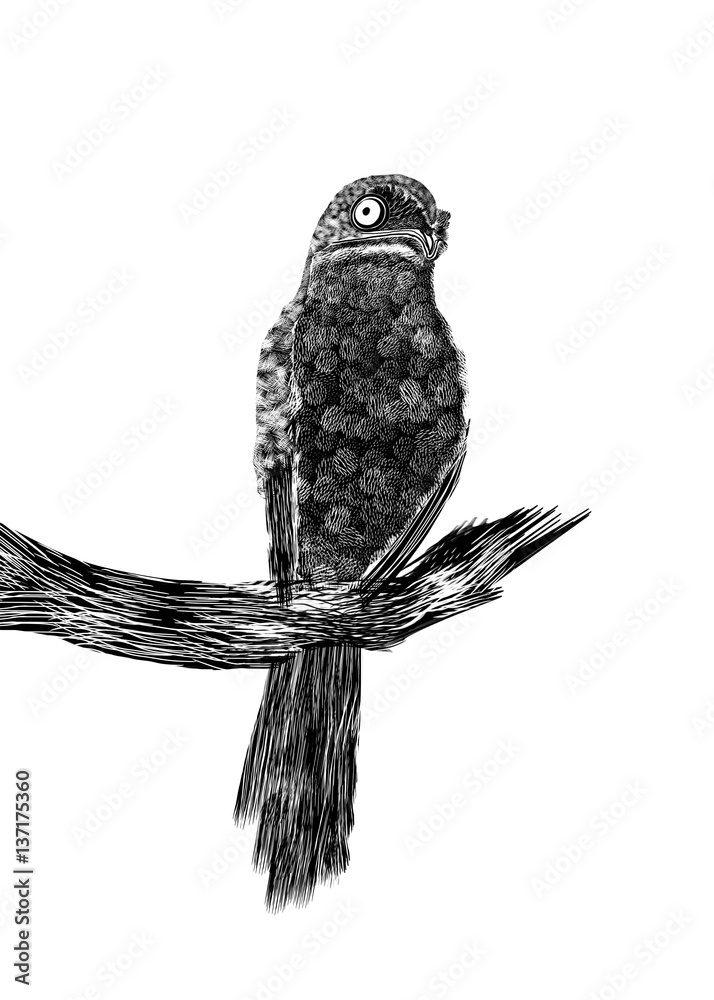 Drawing of nightjar bird sitting on branch, black silhouette on white ...