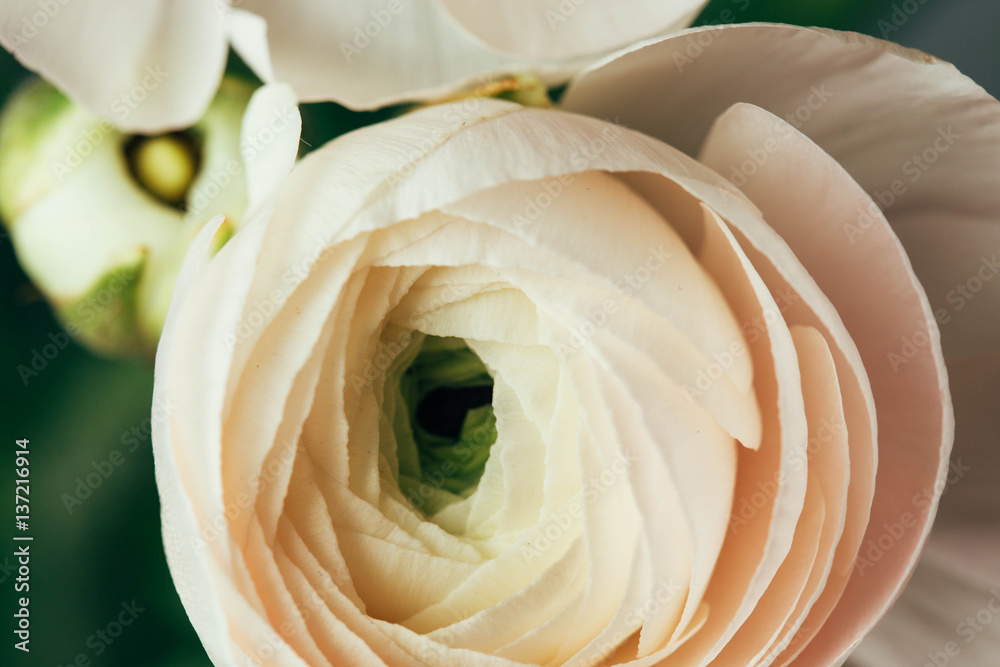 tender pink ranunculus flower foto de Stock | Adobe Stock
