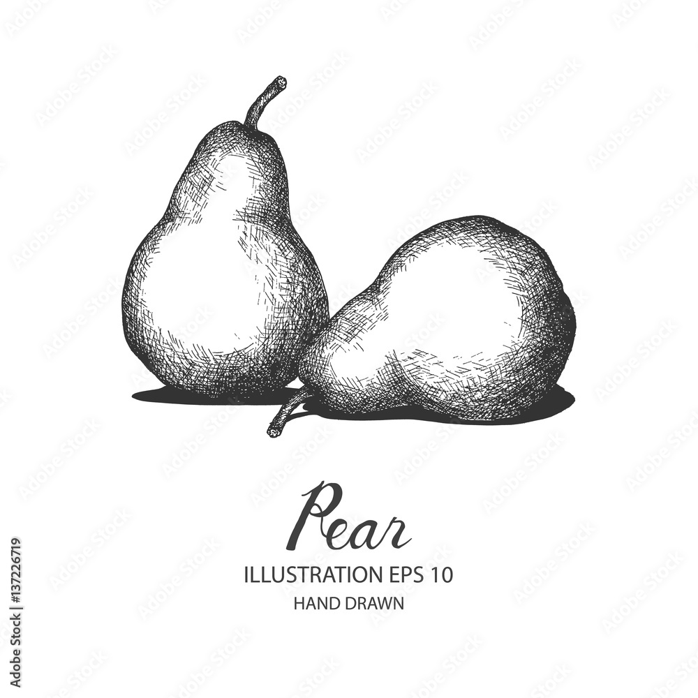 Pear Pen And Ink Illustration