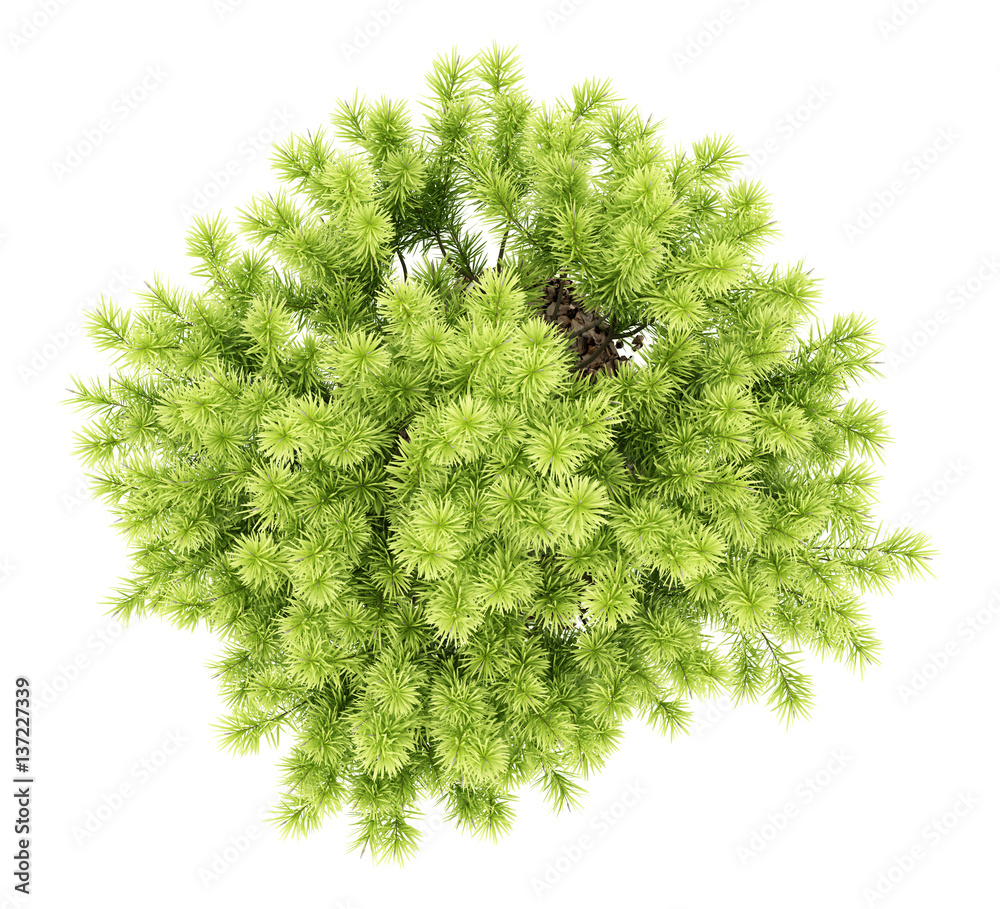 top view of pine shrub plant isolated on white background Stock Photo ...