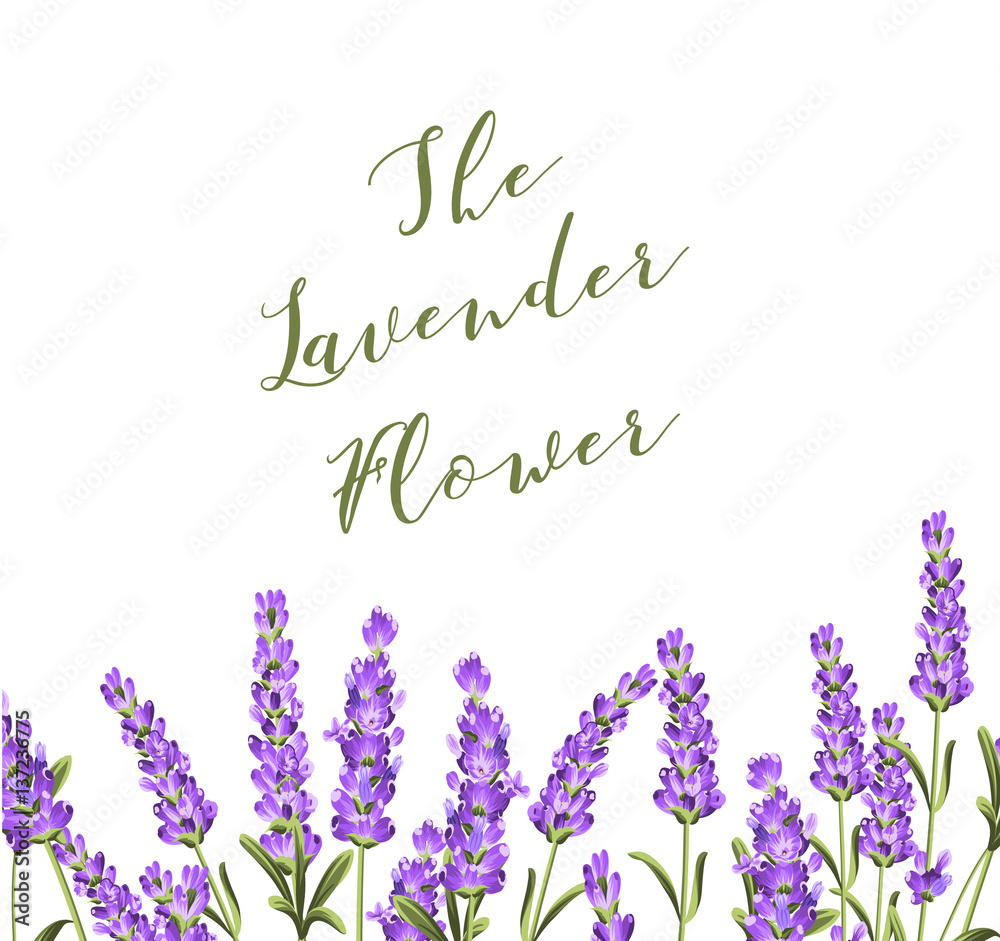 Elegant card with lavender flowers in watercolor paint style. The ...
