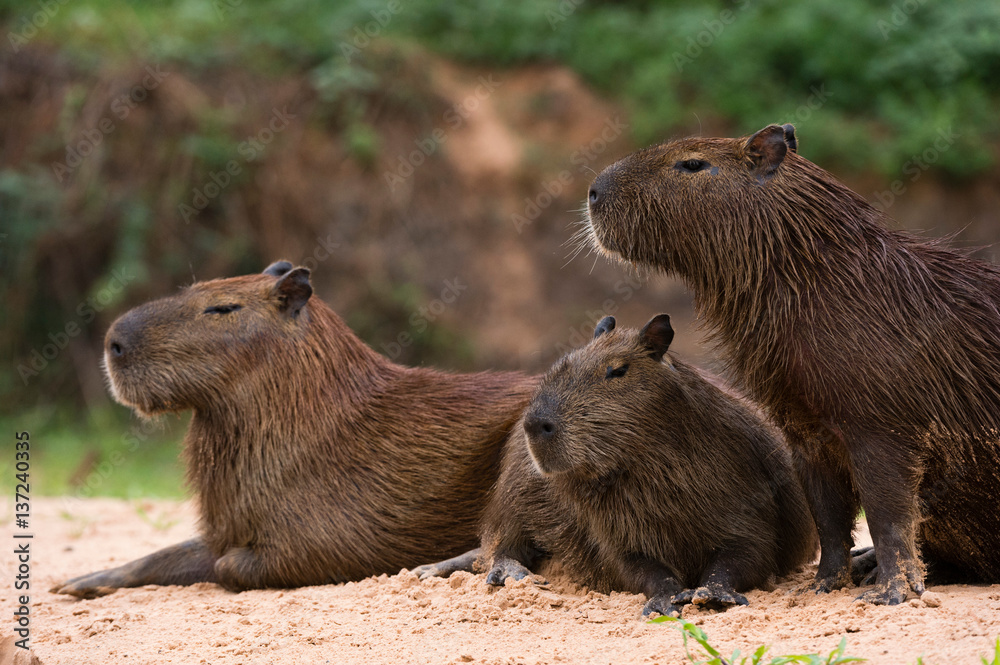 Three capybara (Hydrochaeris hydrochaeris) on riverbank, Pantanal, Mato ... Three capybara (Hydrochaeris hydrochaeris) on riverbank, Pantanal, Mato ...