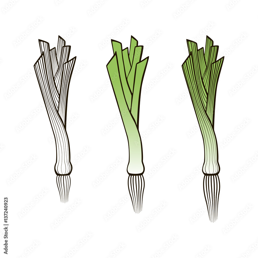Fresh leek cartoon illustration on white background Stock Vector ...