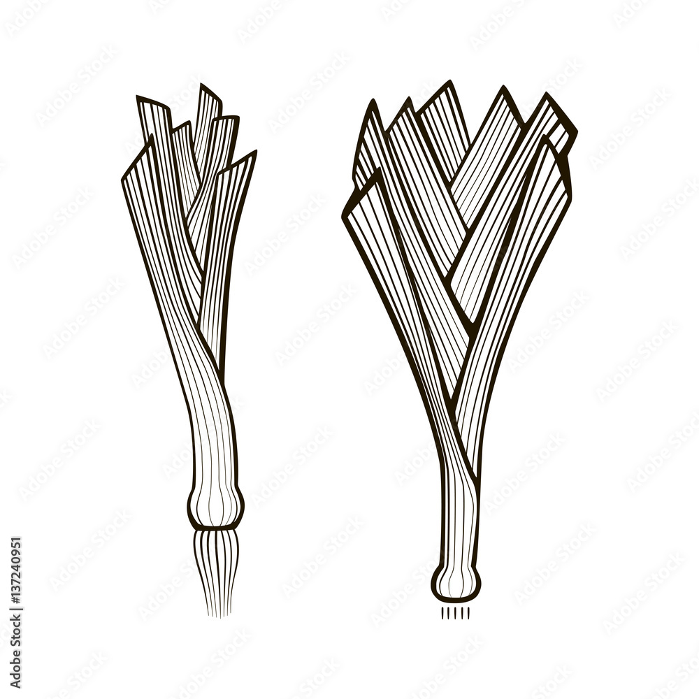 Leek blacklines cartoon coloration illustration set on white background ...
