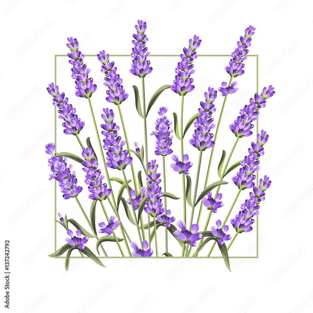 Elegant card with lavender flowers. The lavender rectangle frame and ...