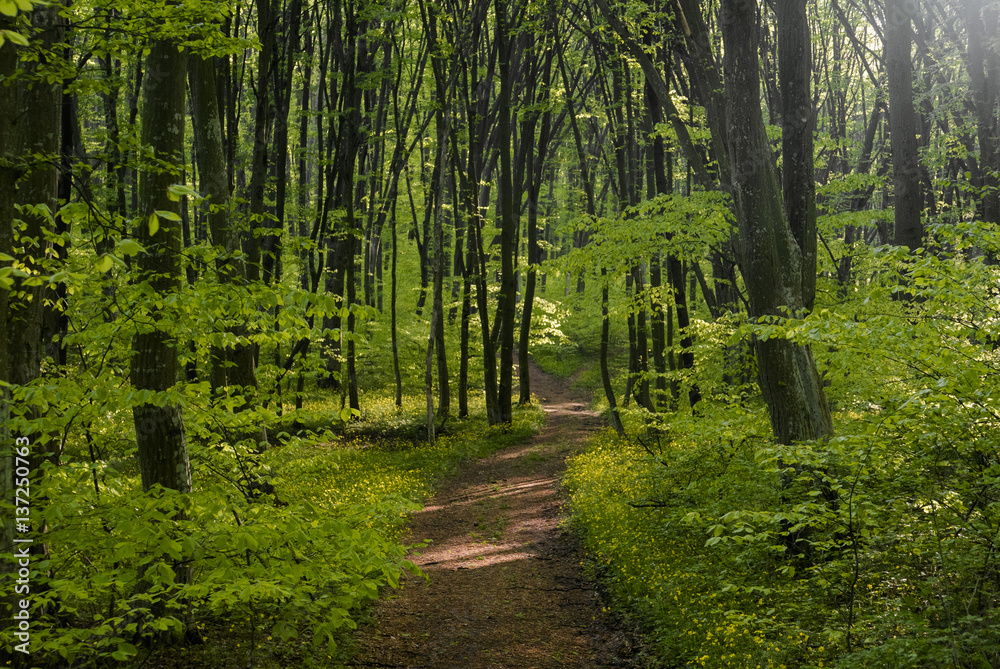Peaceful forest path Stock-Foto | Adobe Stock