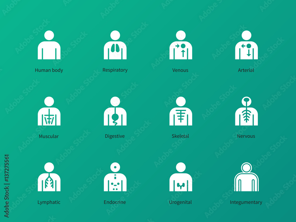 Human body systems pictograms on green background. Stock Vector | Adobe ...