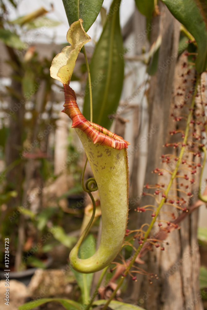 nepenthes plants Stock Photo | Adobe Stock