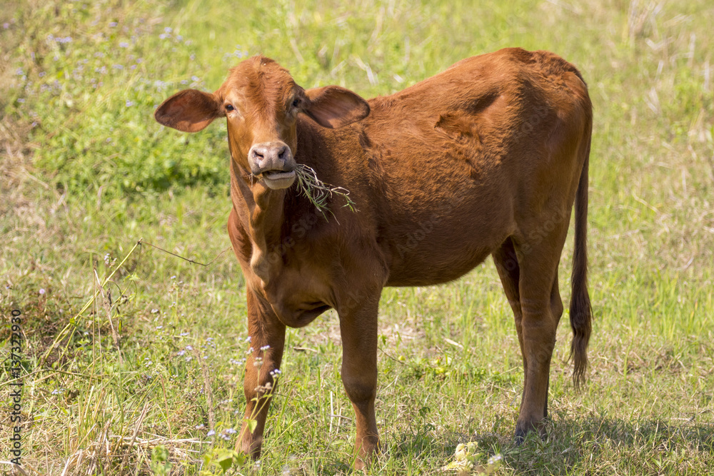 Image of brown cow on nature background. Farm Animal. Stock Photo ...