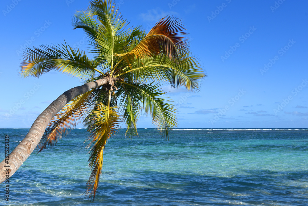 palmier sur la plage au bord de mer en guadeloupe Photos | Adobe Stock