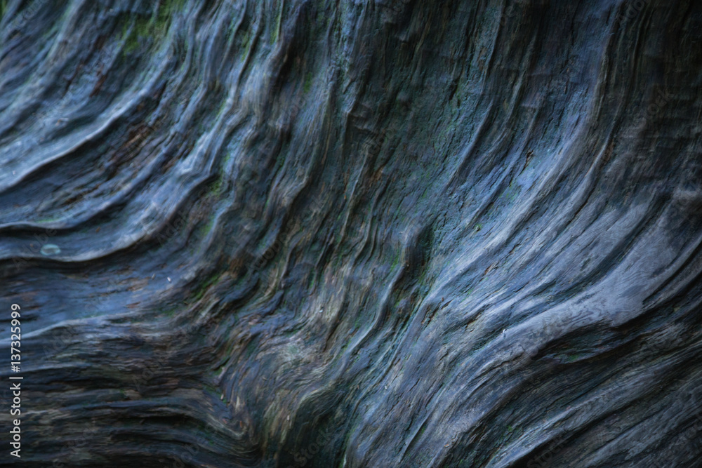 Bark of Yakusugi tree , Yakushima Island, World Heritage Site in Japan ...