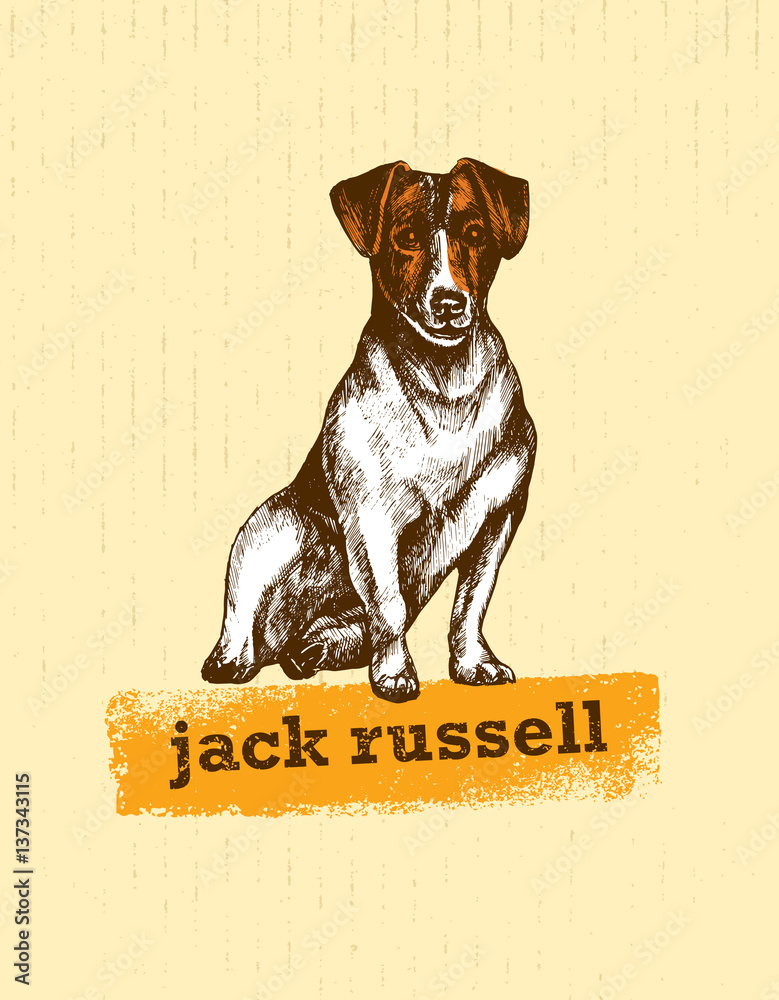 Jack Russell Terrier. Vector Illustration of a dog. Stock Vector ...
