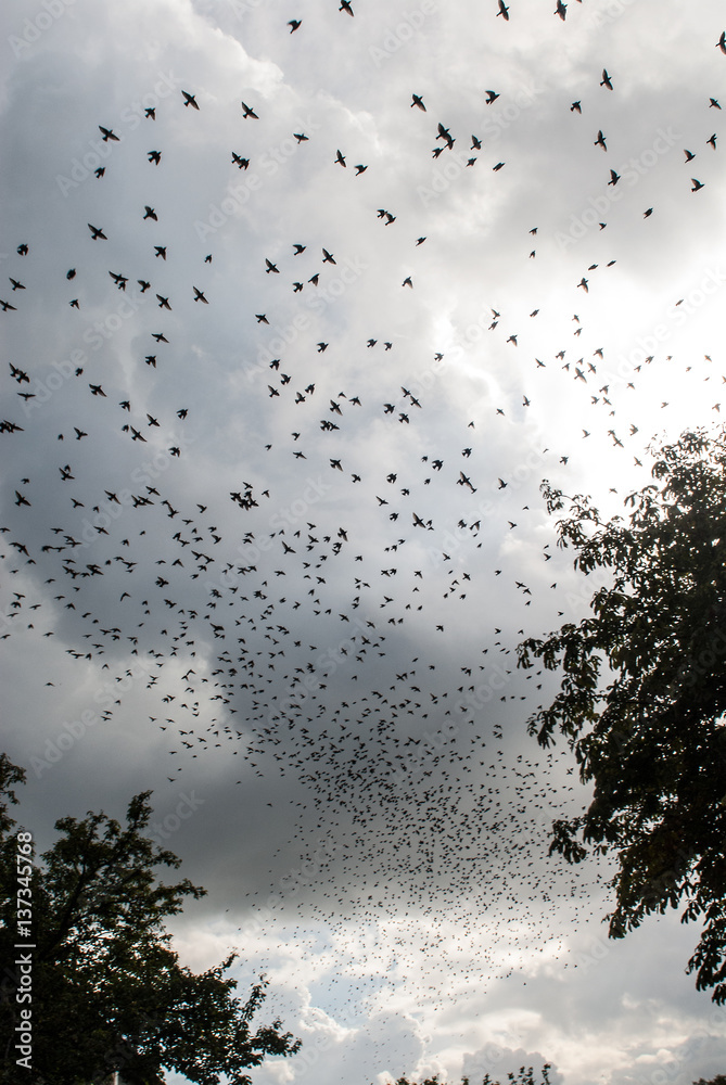 crow swarm Stock Photo | Adobe Stock