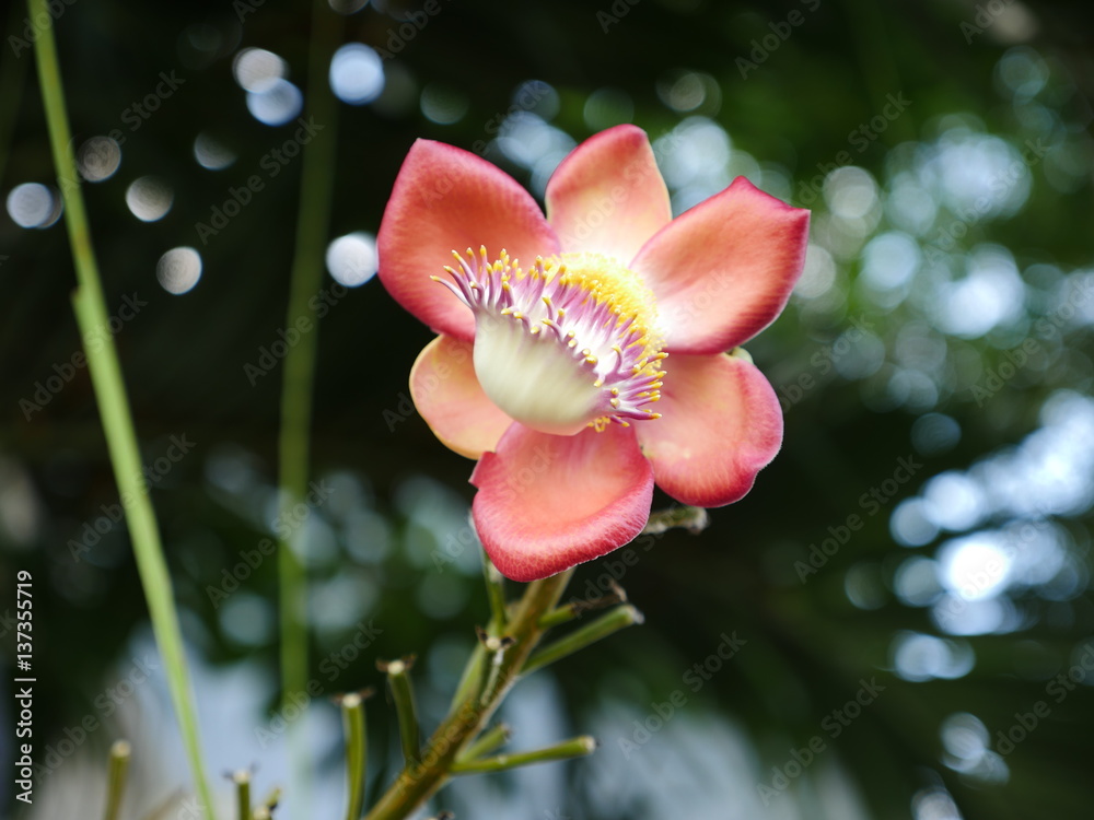 The Cannonball tree is a deciduous tree in the family Lecythidaceae ...