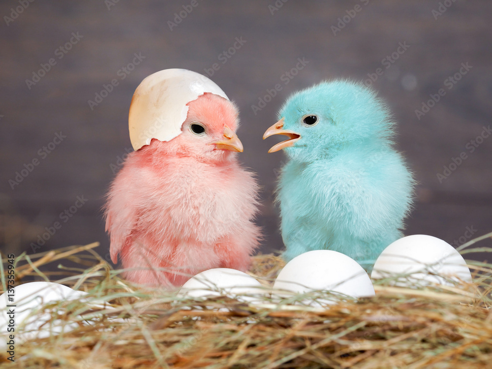 Colored Baby Chicks