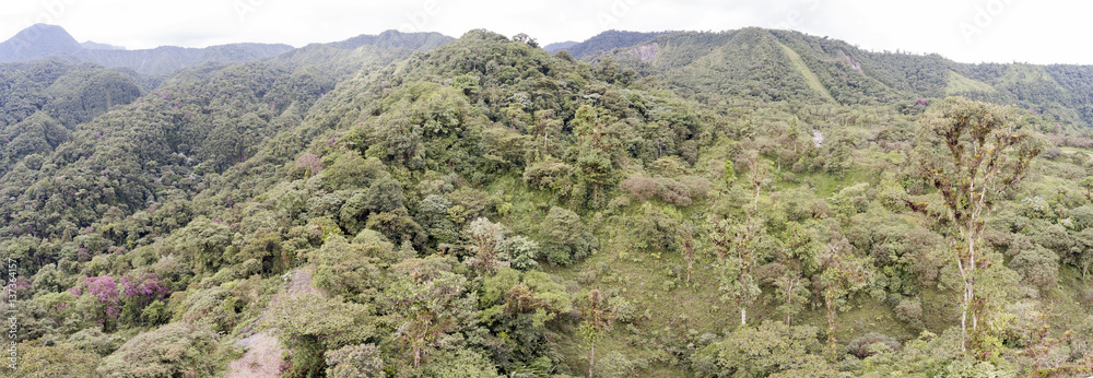 Panorama of montane rainforest on the lower slopes of Reventador ...