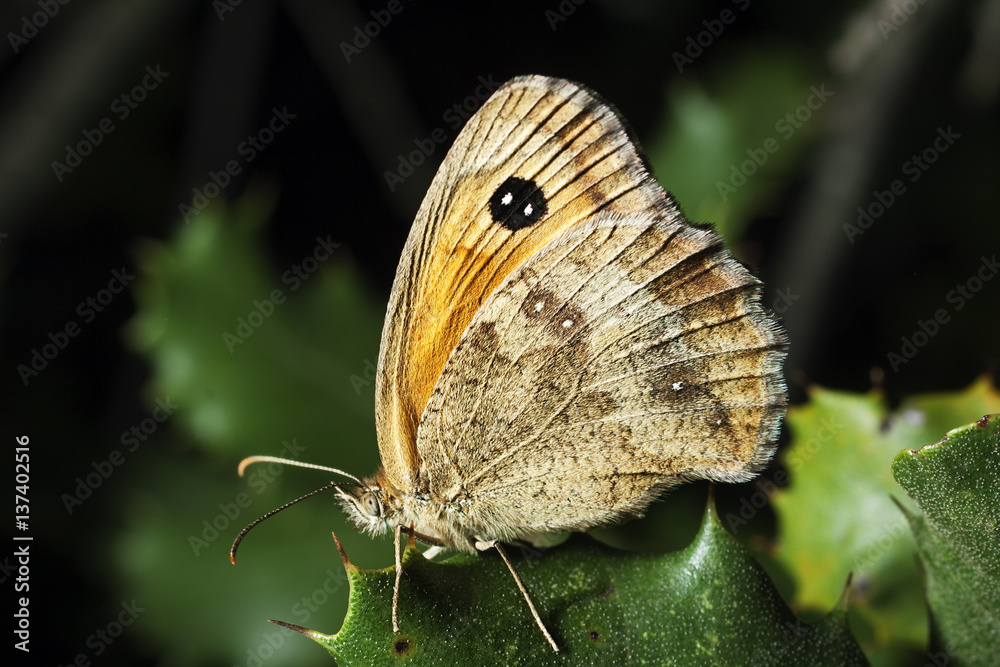 Butterfly Pyronia cecilia on the leaves of a scrub. Horizontal ...