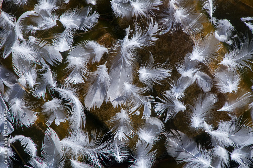 Plumas flotando sobre el agua del estanque Stock Photo | Adobe Stock