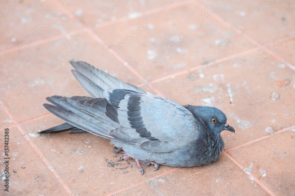 Closeup sick dove on dirty brick floor textured background Stock Photo ...
