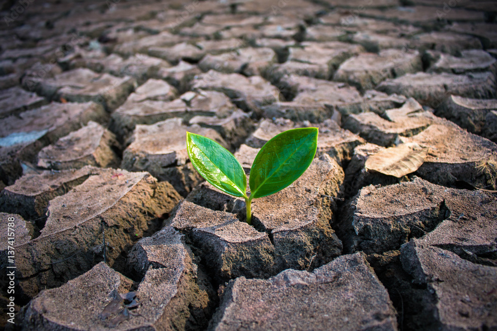 Living with tree drought, Crack ground drought. Stock Photo | Adobe Stock