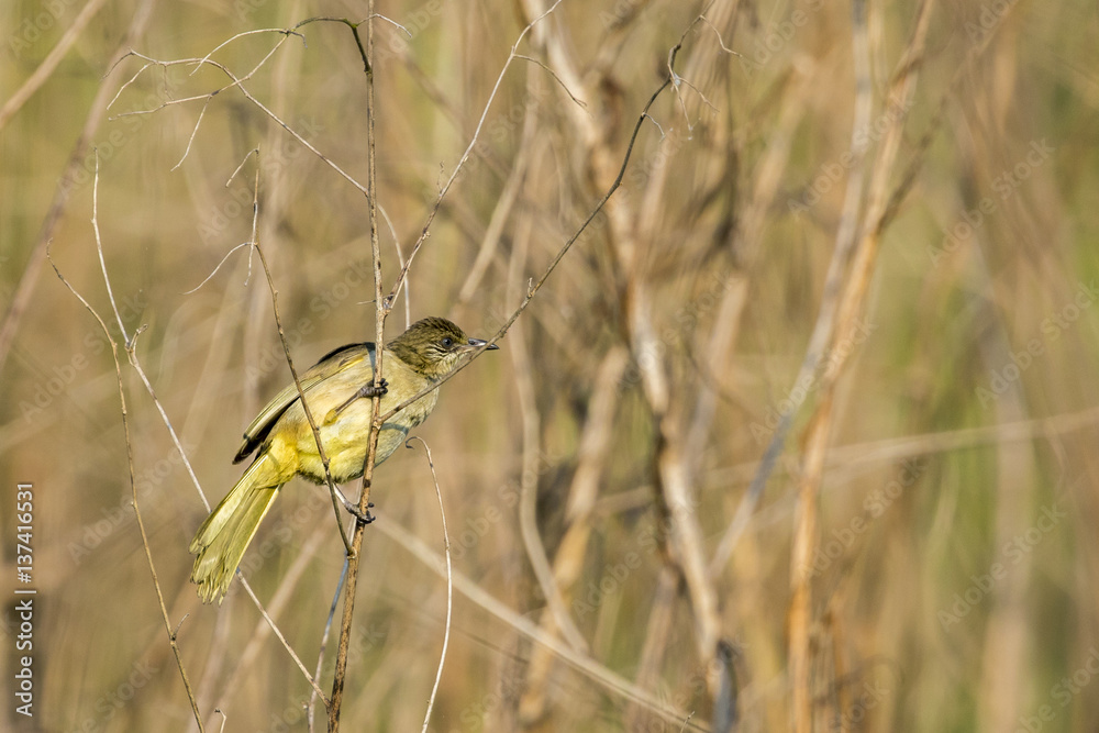 Image of bird (Streak-eared Bulbul; Pycnonotus blanfordi) on the branch ...