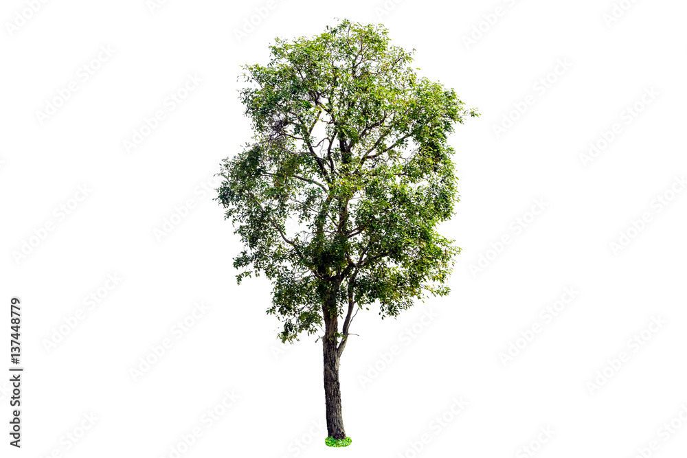 Tree isolated on white background with clipping path. Stock Photo ...