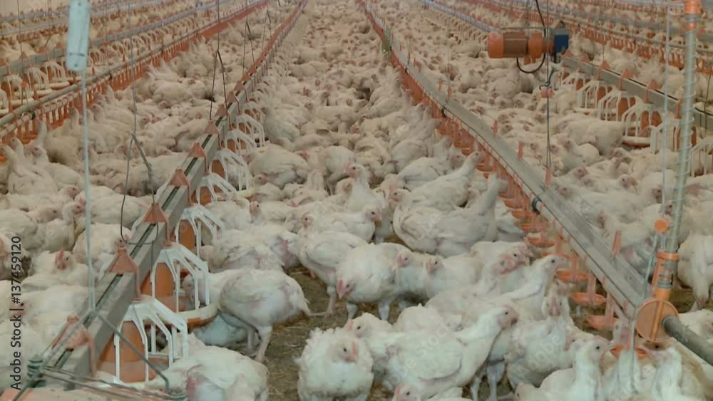Intensive large scale factory farming of chickens in broiler houses ...