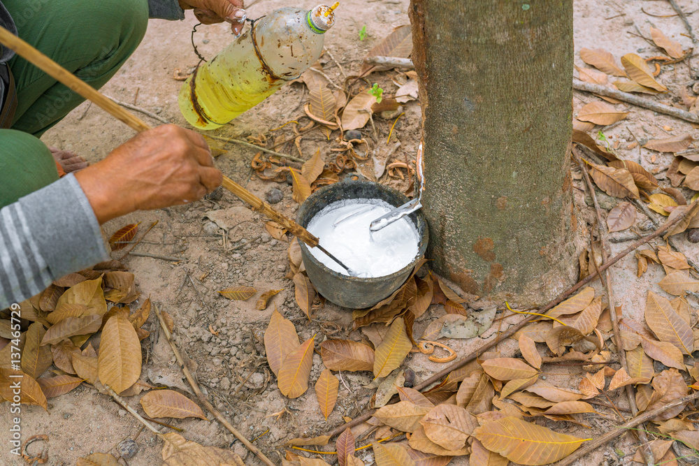 Rubber tapper latex - Rubber tree in rubber plantation in Thailand ...
