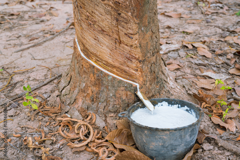Rubber tapper latex - Rubber tree in rubber plantation in Thailand ...