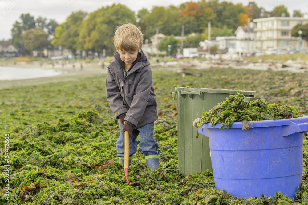 A young boy shovels seaweed from a beach into buckets to take home for ...