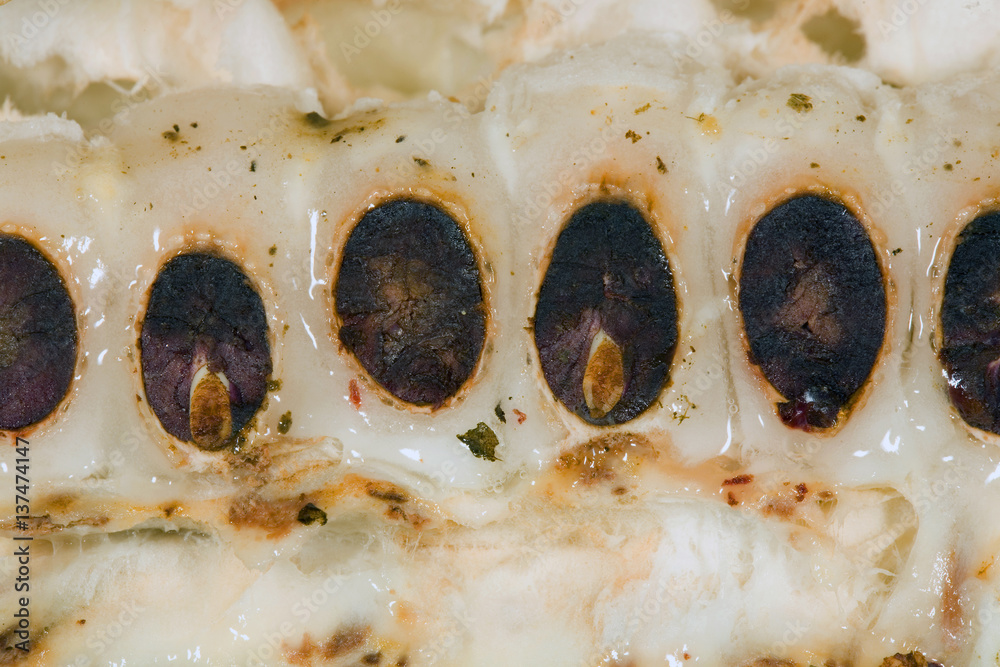 Cocoa pods (Theobroma cacao), opened cocoa pod showing beans inside ...