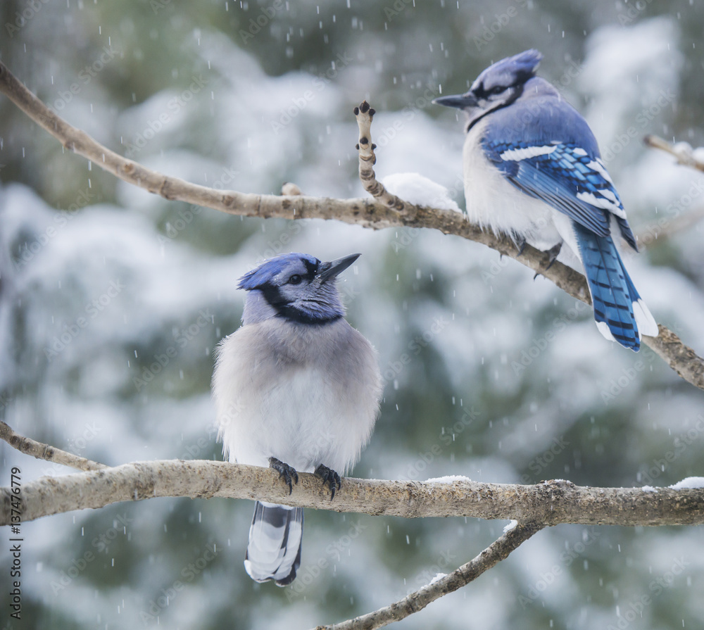 Two blue jays sitting on tree branch in snowfall, Ontario, Canada ...