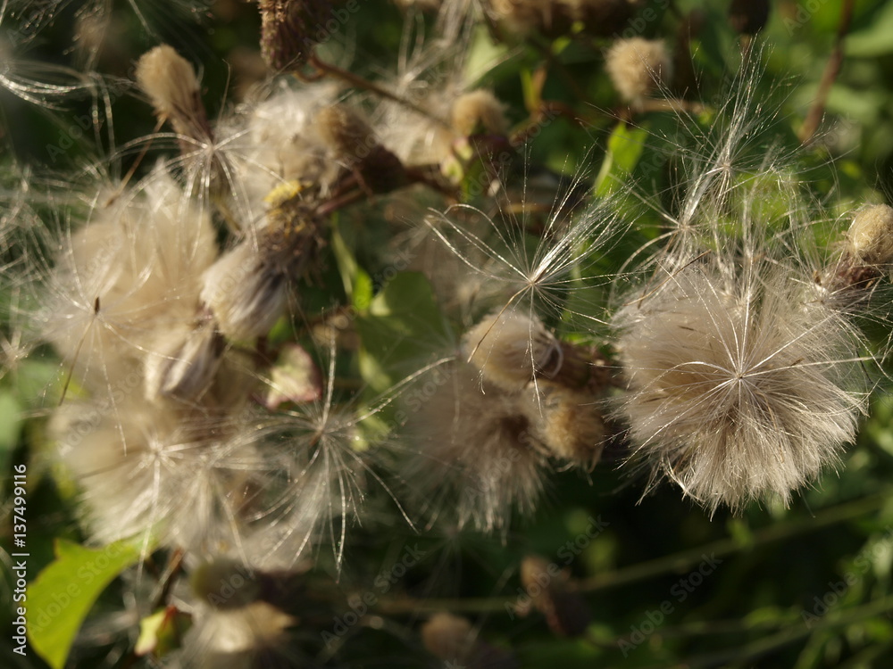 Distel, Blume, Samen, Natur, Pflanze, Wiese, Flora, Umwelt Stock-Foto ...
