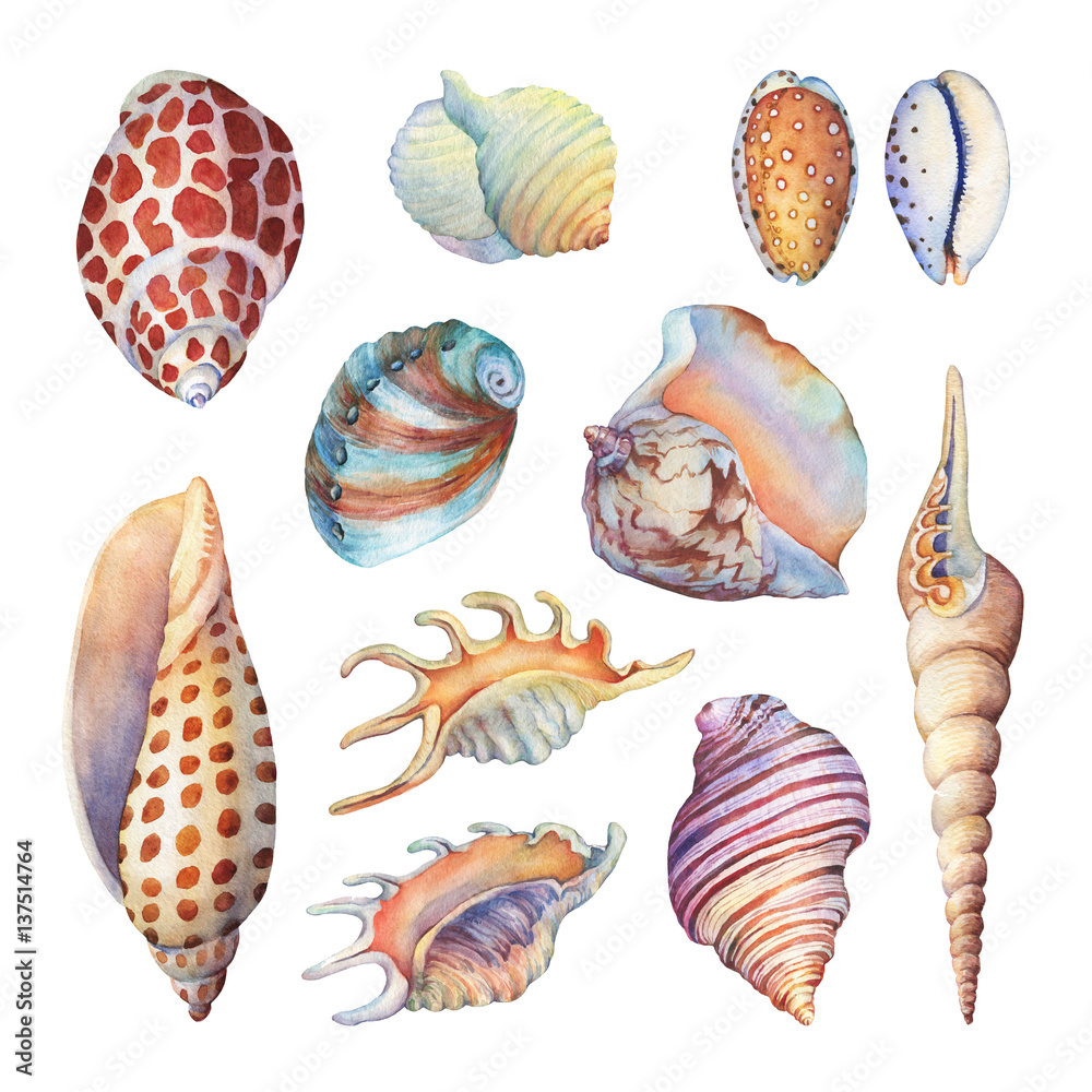 Set of underwater life objects - illustrations of various tropical ...