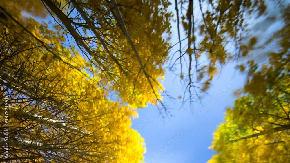 Vidéo Stock Astro Timelapse Low Angle of Aspen Fall Foliage in Eastern ...