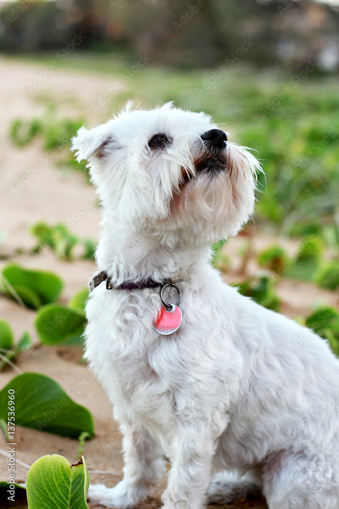 Maltese Terrier Sitting In Ocean Foliage At The Beach Looking Up Stock ...