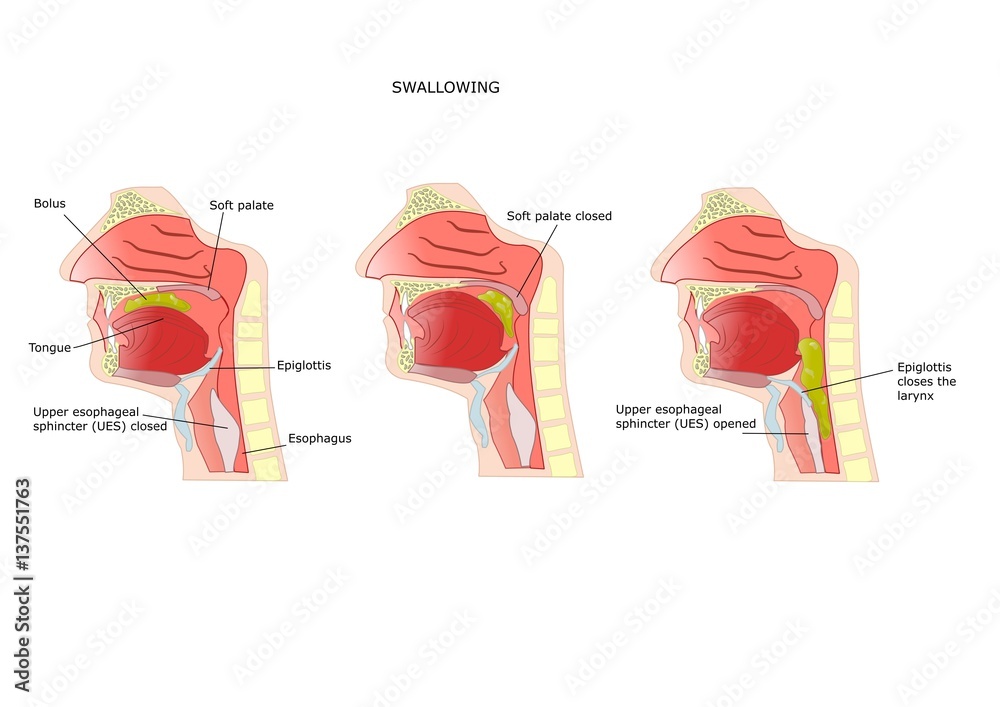 mechanism of swallowing vector de Stock | Adobe Stock