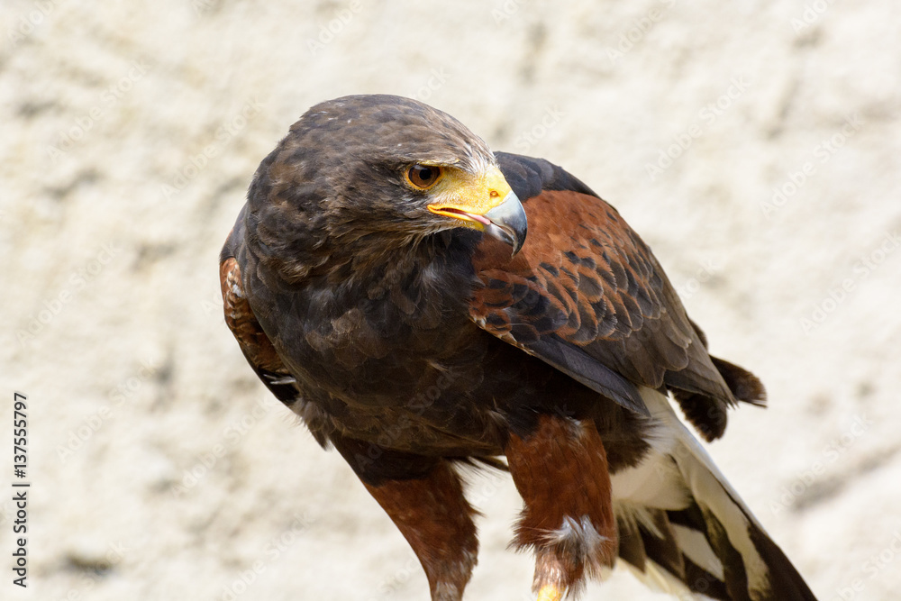 Hawk Beak Front View