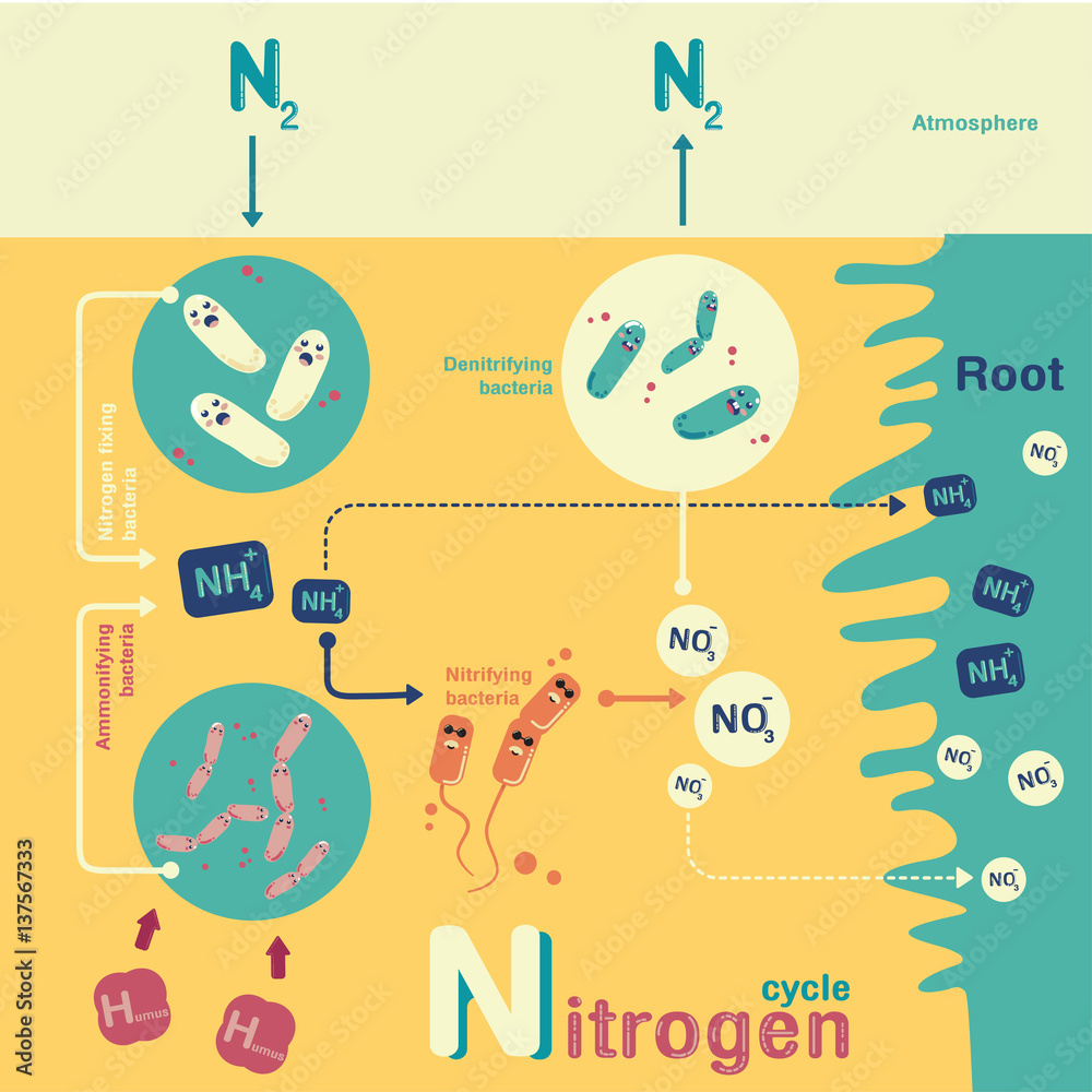 Nitrogen cycle info-graphic cartoon vector Stock Vector | Adobe Stock