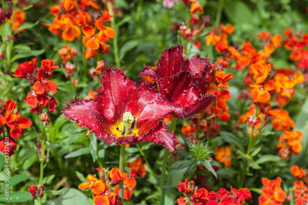 Flowers in Claude Monet's hgardens, a famous house of impressionist ...